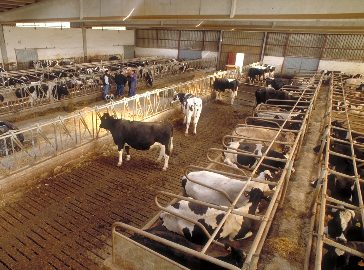 Blog de sociales: Ganaderia Comercial - Intensiva